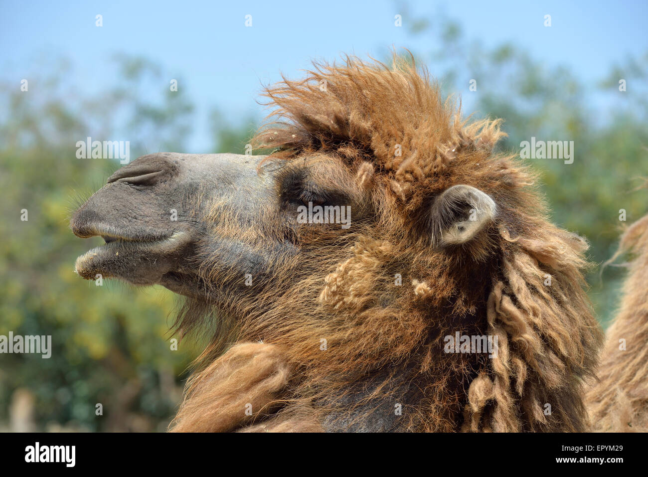 Bactrian camel eye hi-res stock photography and images - Alamy
