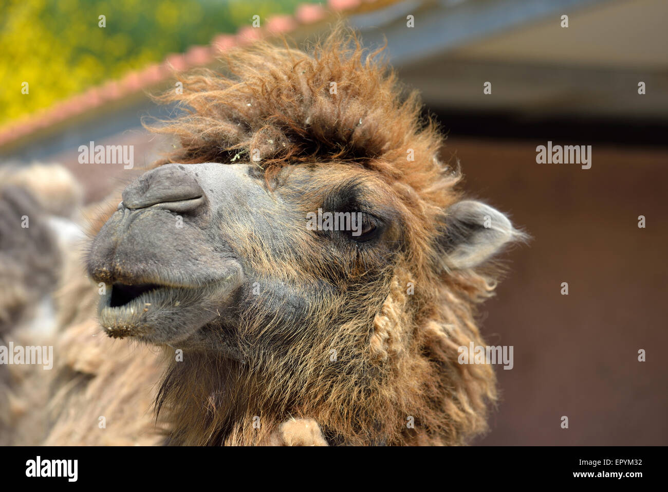 Bactrian camel Stock Photo - Alamy Bactrian camel Stock Photo - Alamy