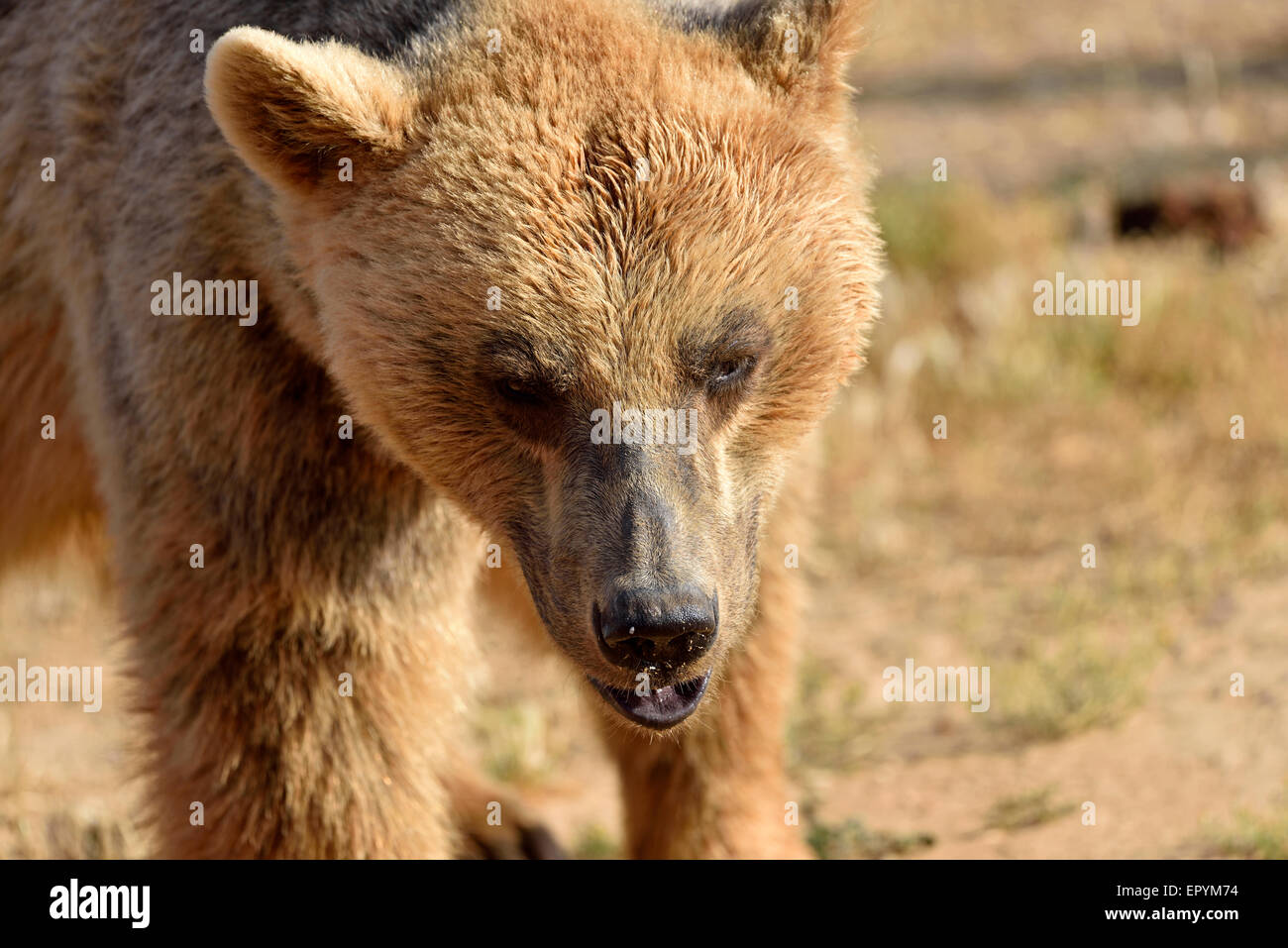 Bear headshot hi-res stock photography and images - Alamy