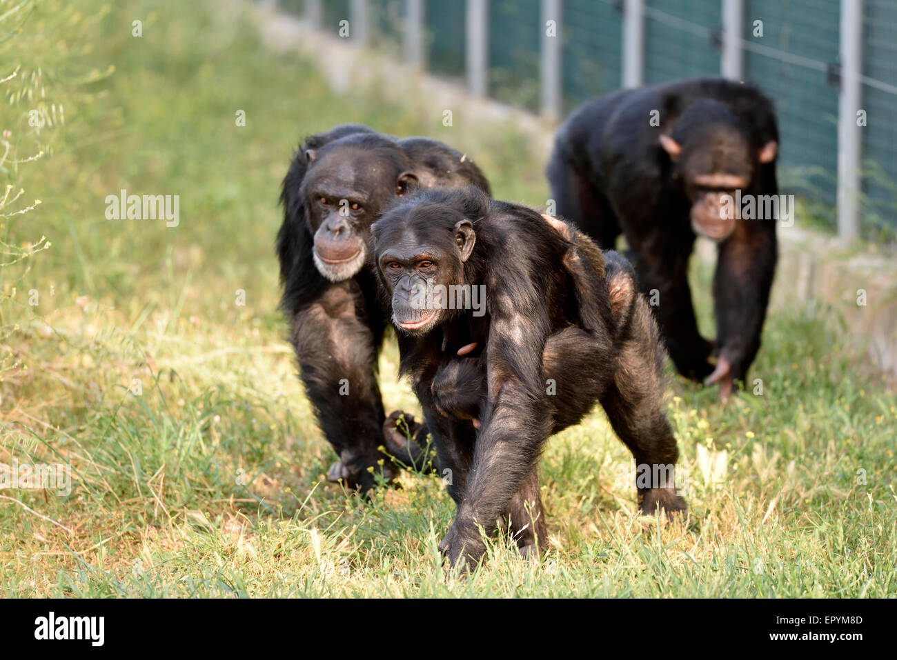 Family of mammals hi-res stock photography and images - Alamy