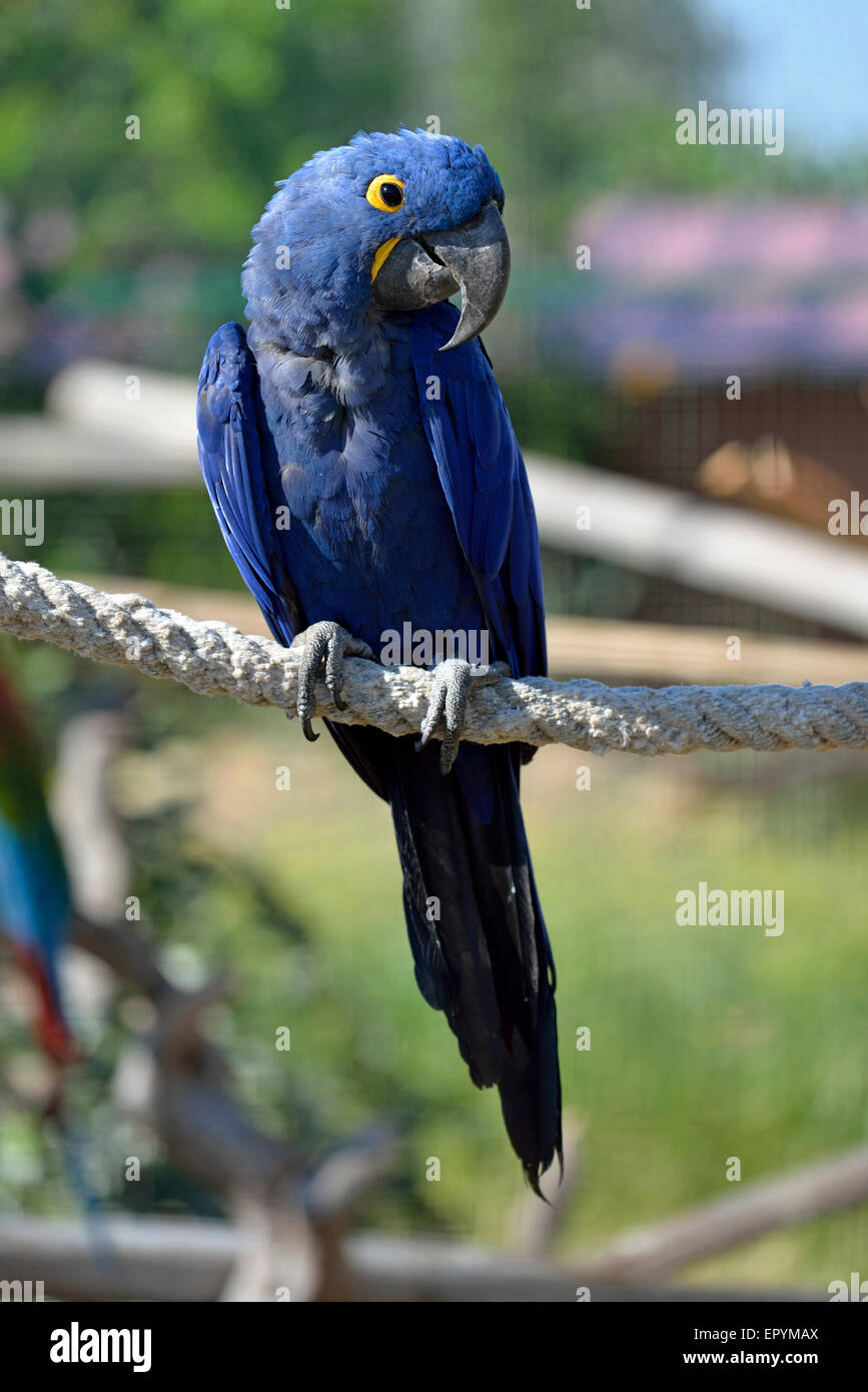 Hyacinth macaw hi-res stock photography and images - Alamy