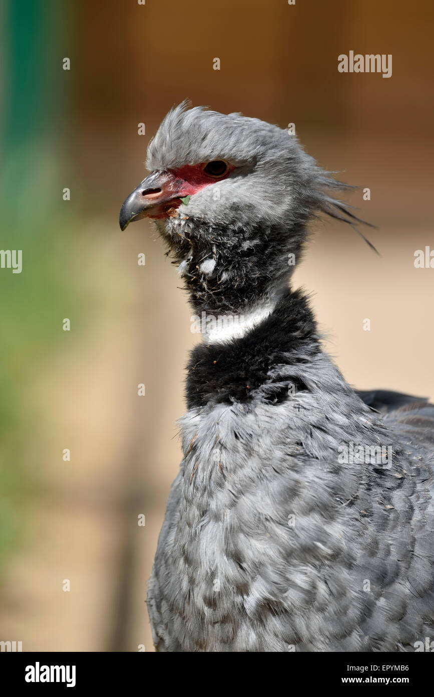 Southern screamer bird hi-res stock photography and images - Alamy