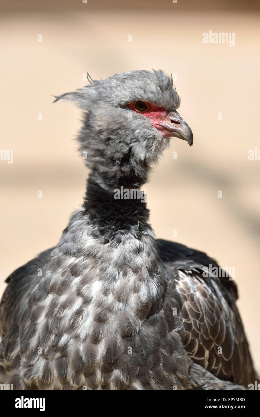 Southern screamer hi-res stock photography and images - Alamy