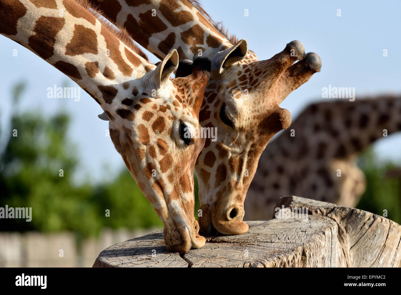 Baringo hi-res stock photography and images - Alamy