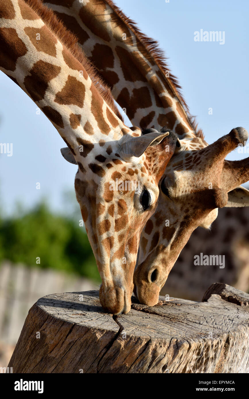 Baringo hi-res stock photography and images - Alamy