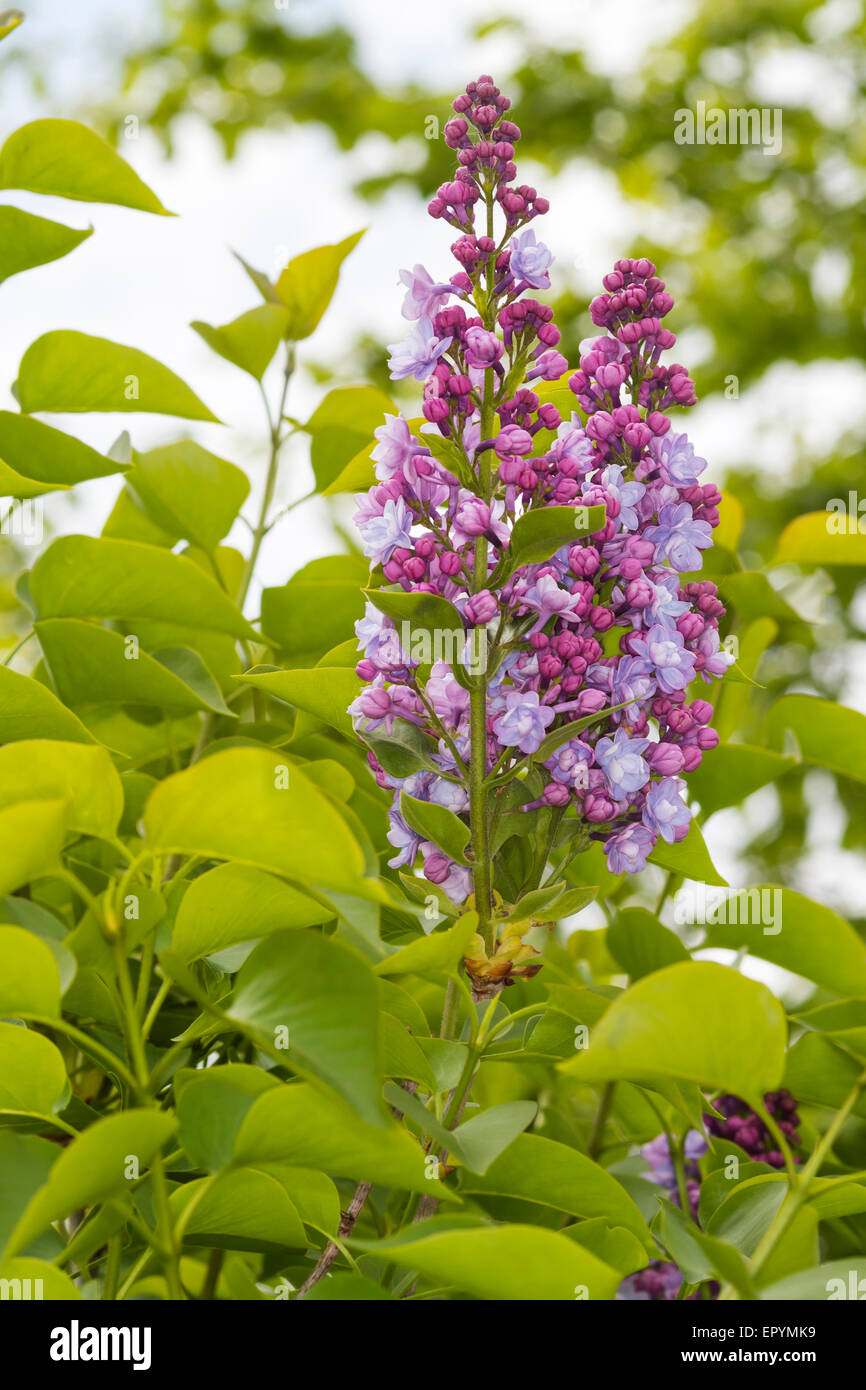 A beautiful lilac bush (Syringa vulgaris Stock Photo - Alamy