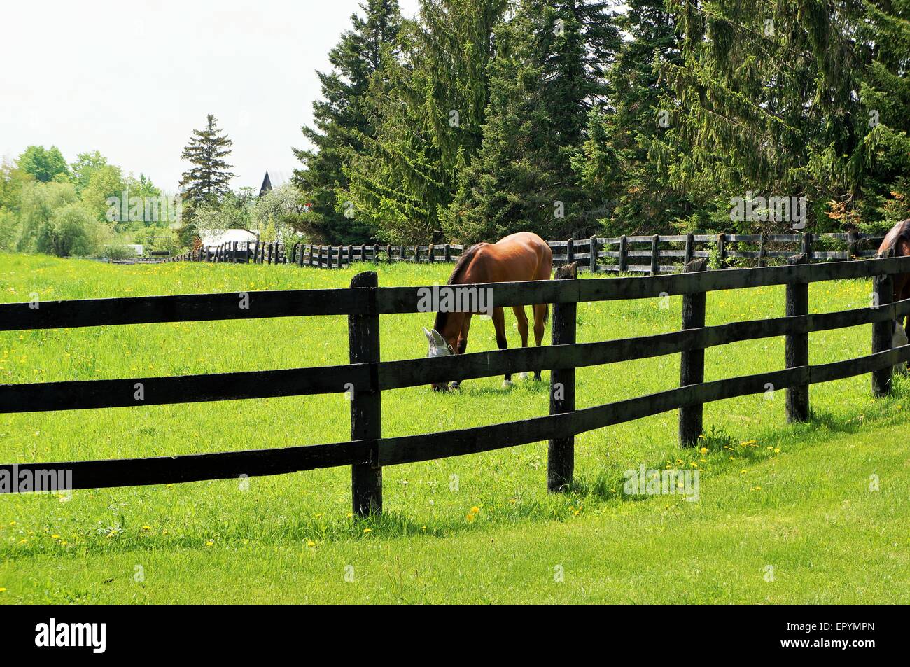 Farm with horse hi-res stock photography and images - Alamy