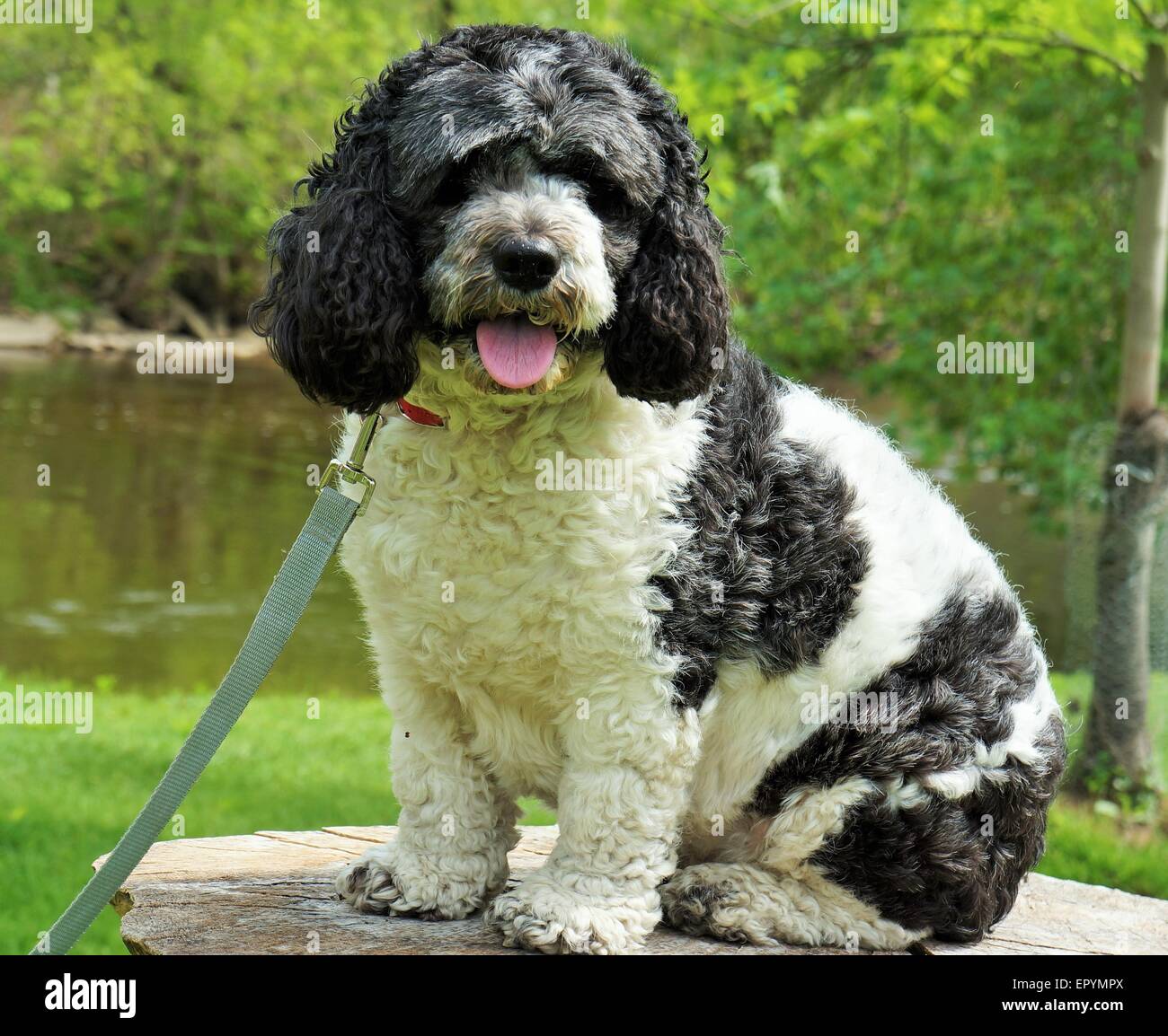 Black and white cockapoo hi-res stock photography and images - Alamy