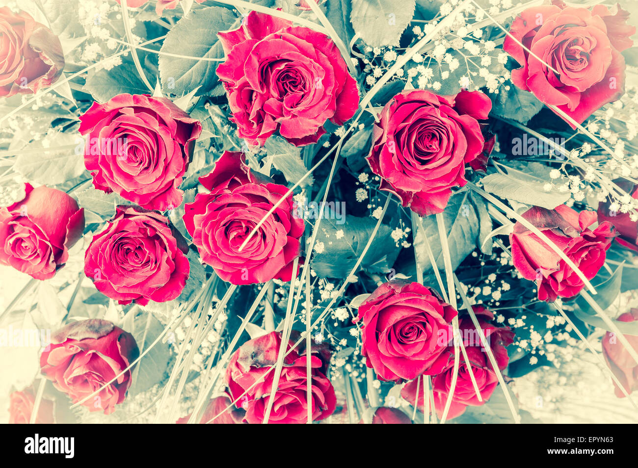 Closeup of beautiful freshly cut red roses bouquet Stock Photo - Alamy