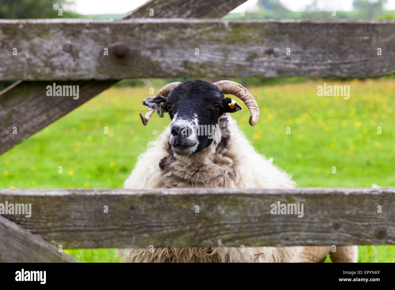Beeley hi-res stock photography and images - Alamy