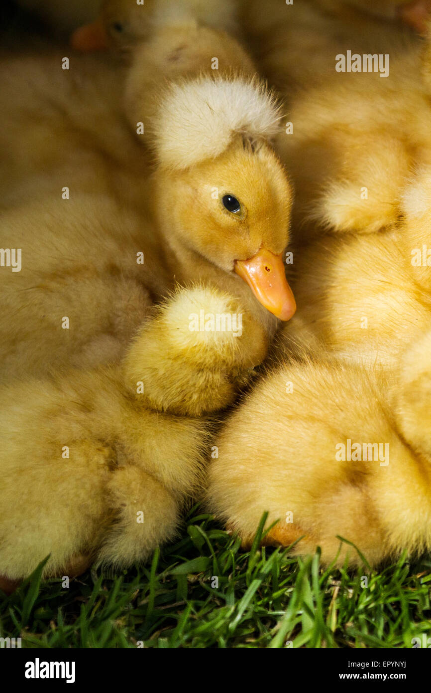 Deformed baby hi-res stock photography and images - Alamy