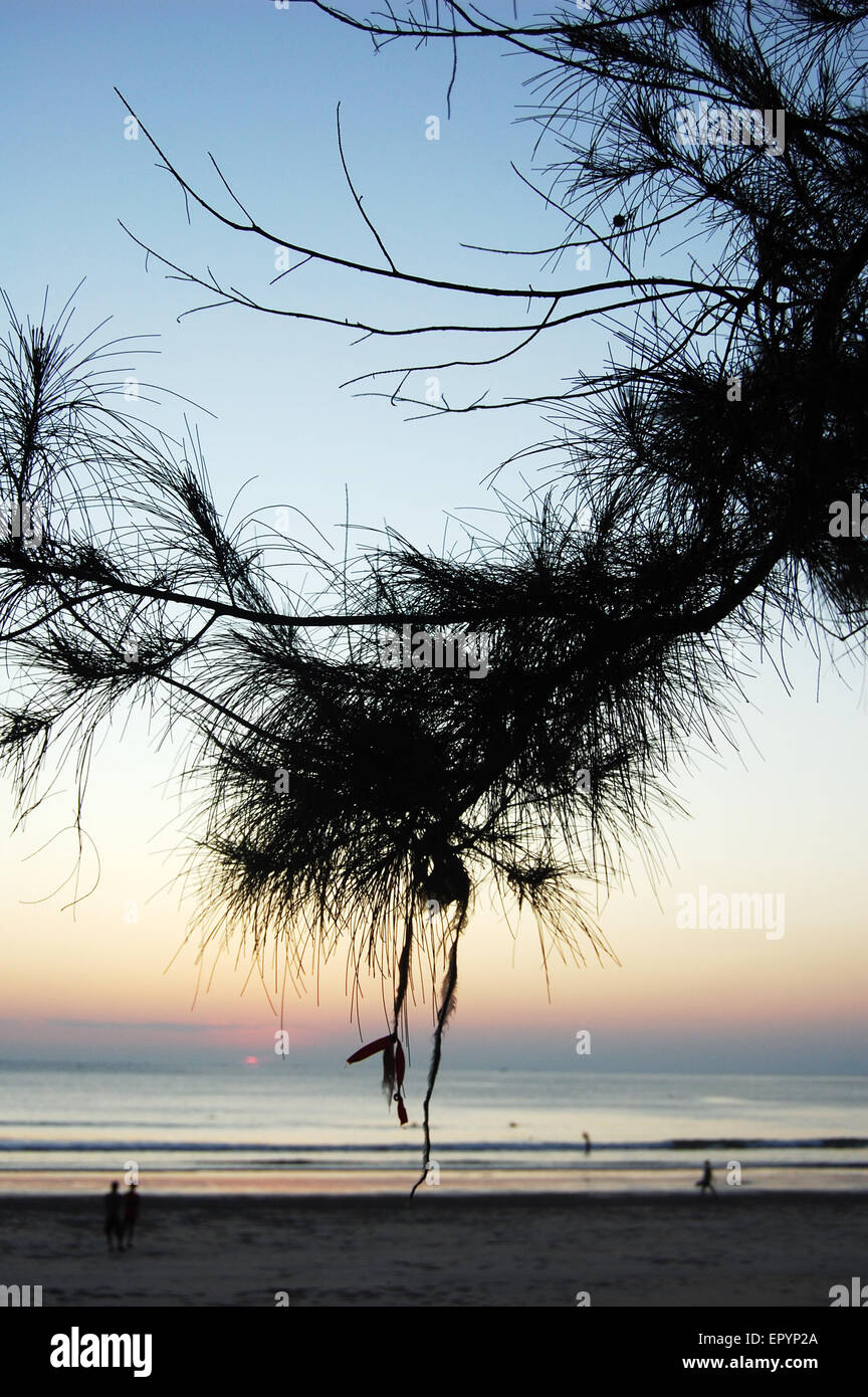 Casuarina tree hi-res stock photography and images - Alamy