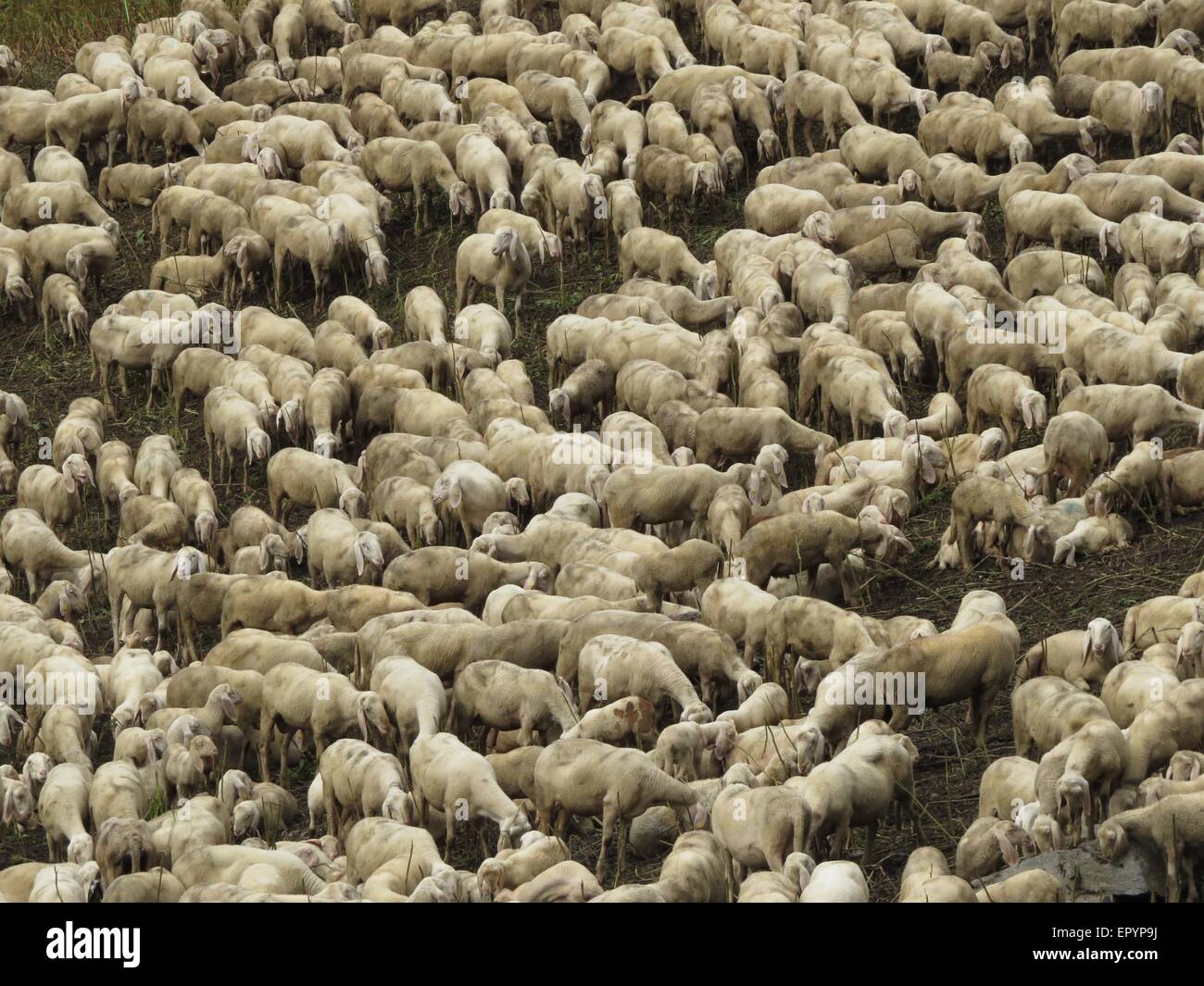some sheep in a green grass Stock Photo - Alamy