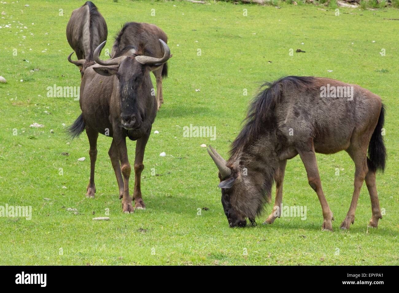 a view of gnu isolated Stock Photo - Alamy