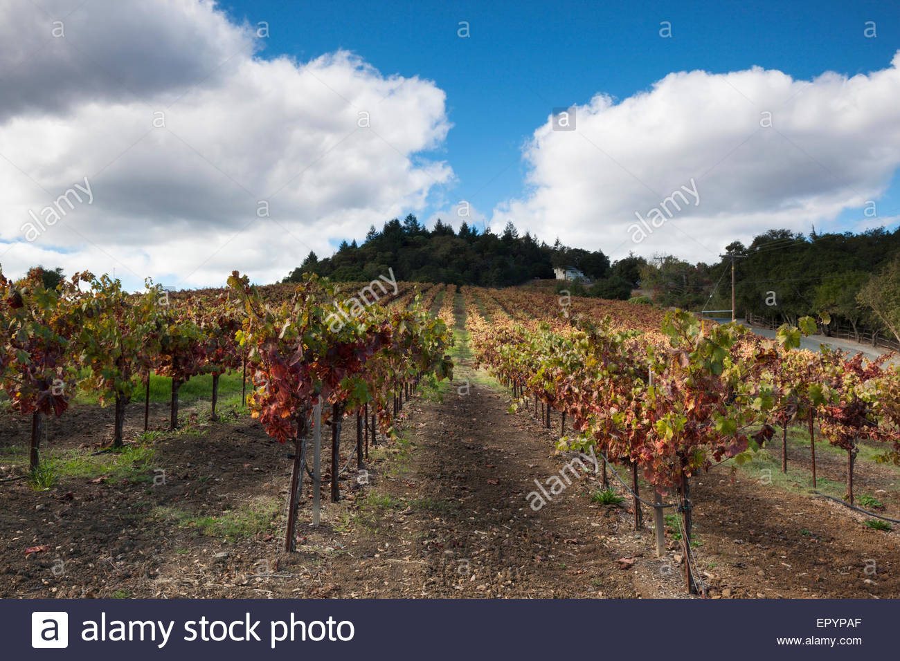 Armida High Resolution Stock Photography and Images - Alamy