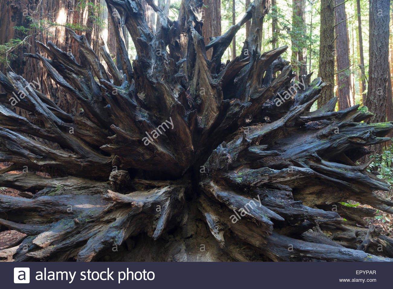 Fallen Redwood Tree High Resolution Stock Photography and Images - Alamy