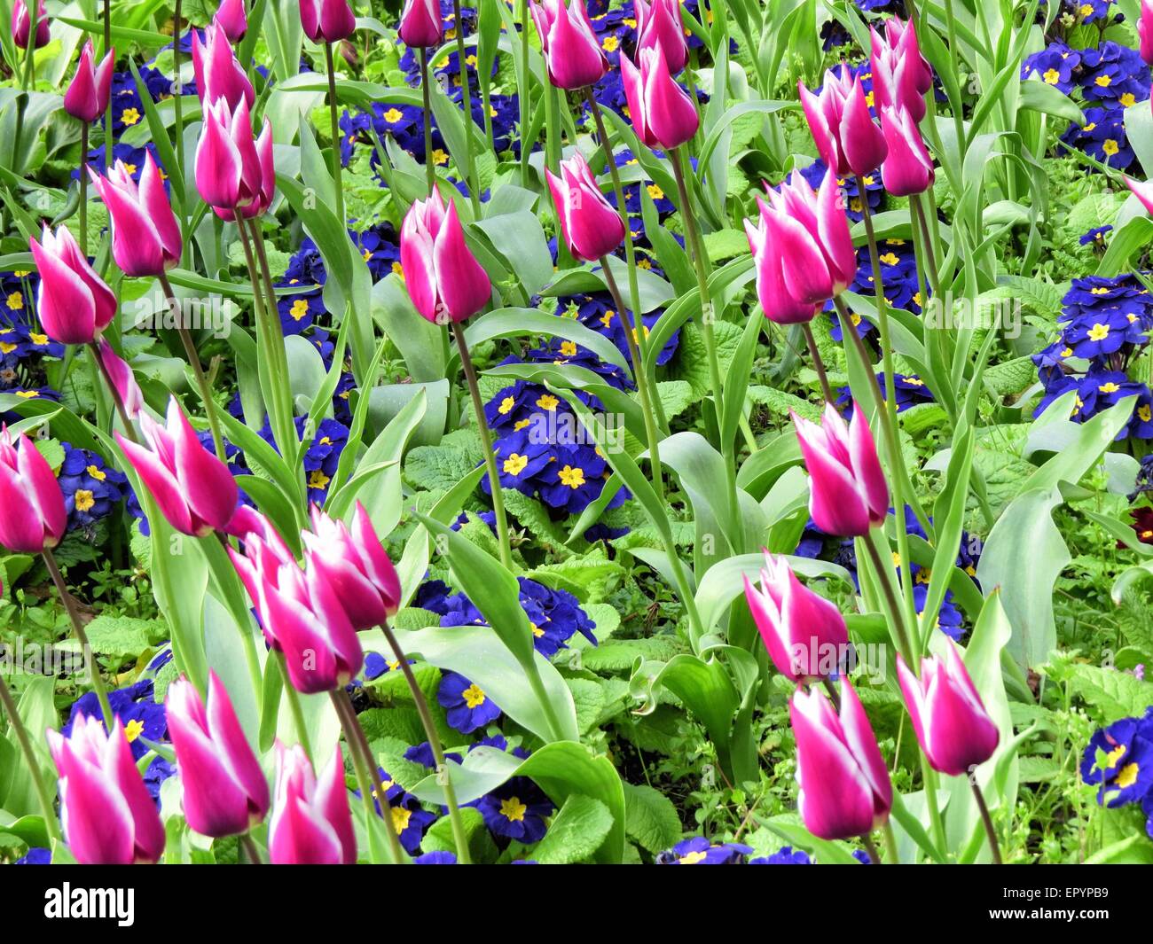 Season of tulips hi-res stock photography and images - Alamy