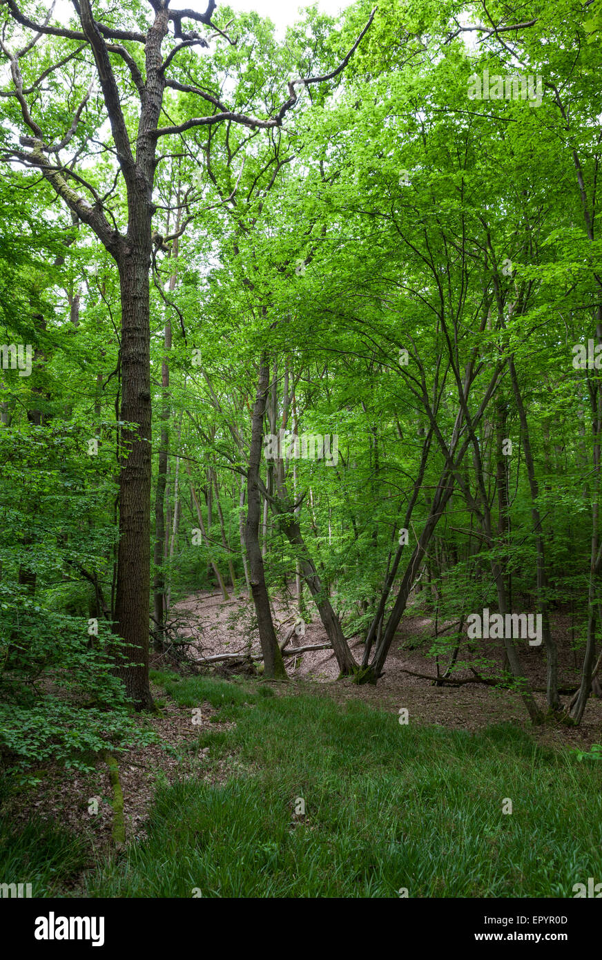 Mixed beech, chestnut and hornbeam woods Stock Photo - Alamy