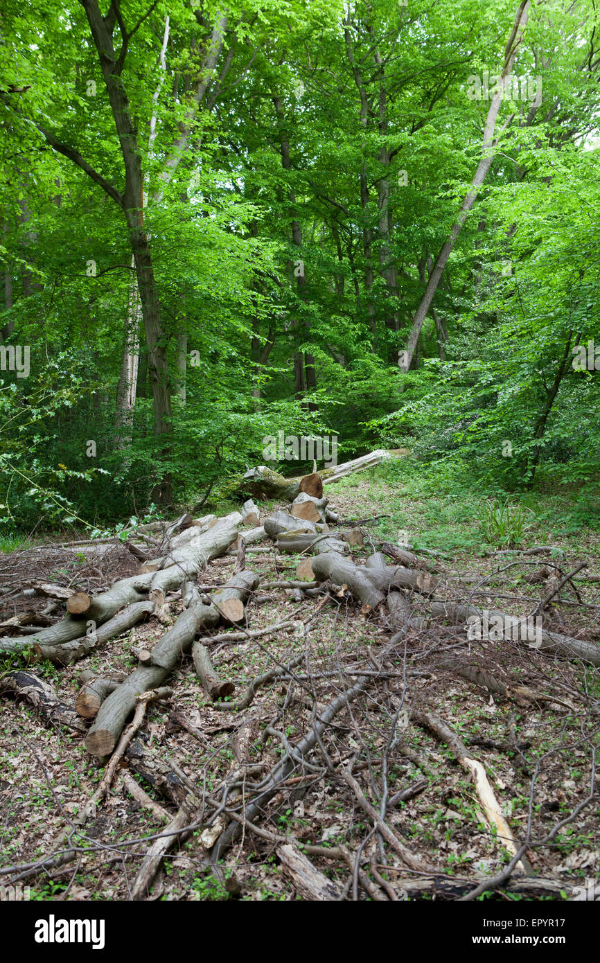 Broxbourne nature reserve hi-res stock photography and images - Alamy