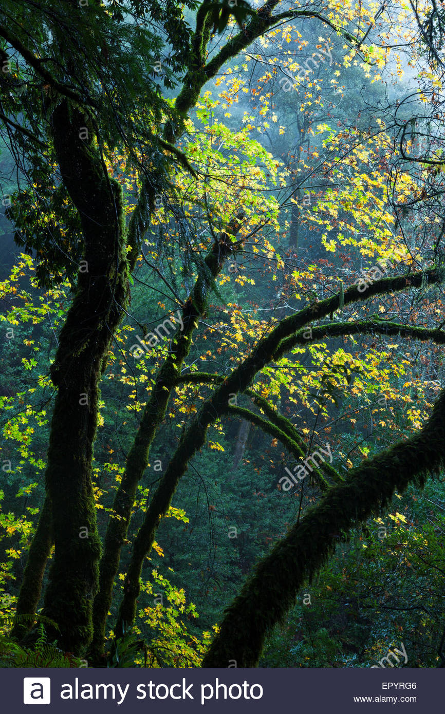 Big Leaf Maple Trees High Resolution Stock Photography and Images - Alamy
