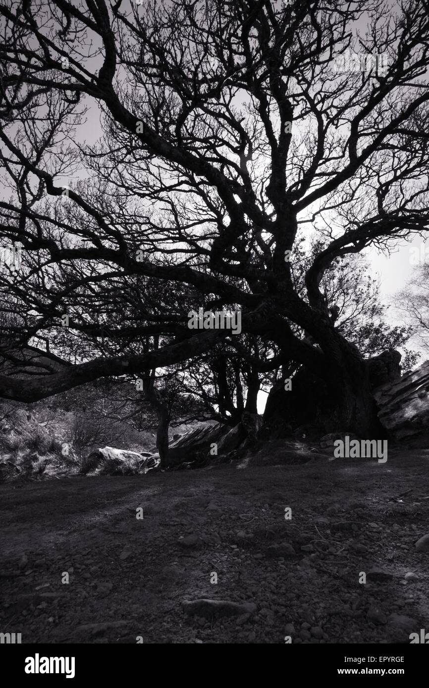a view of an old tree Stock Photo - Alamy
