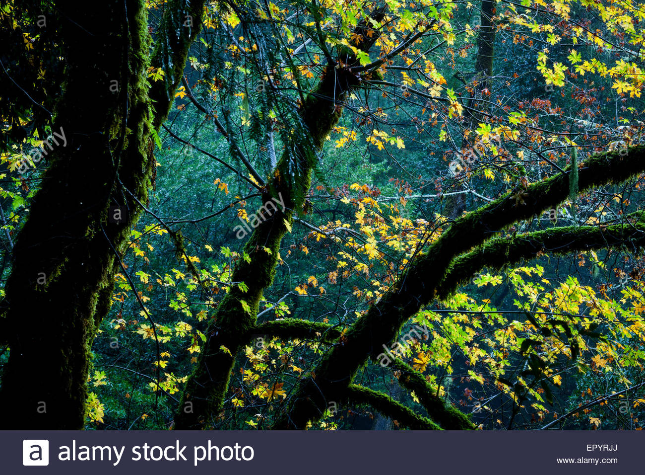 Fall Maples High Resolution Stock Photography and Images - Alamy