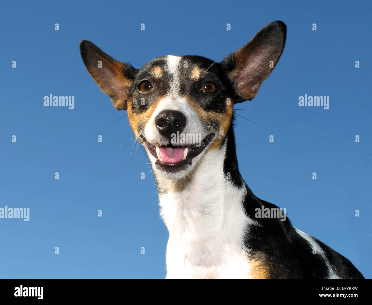 Jack russell mutt hi-res stock photography and images - Alamy