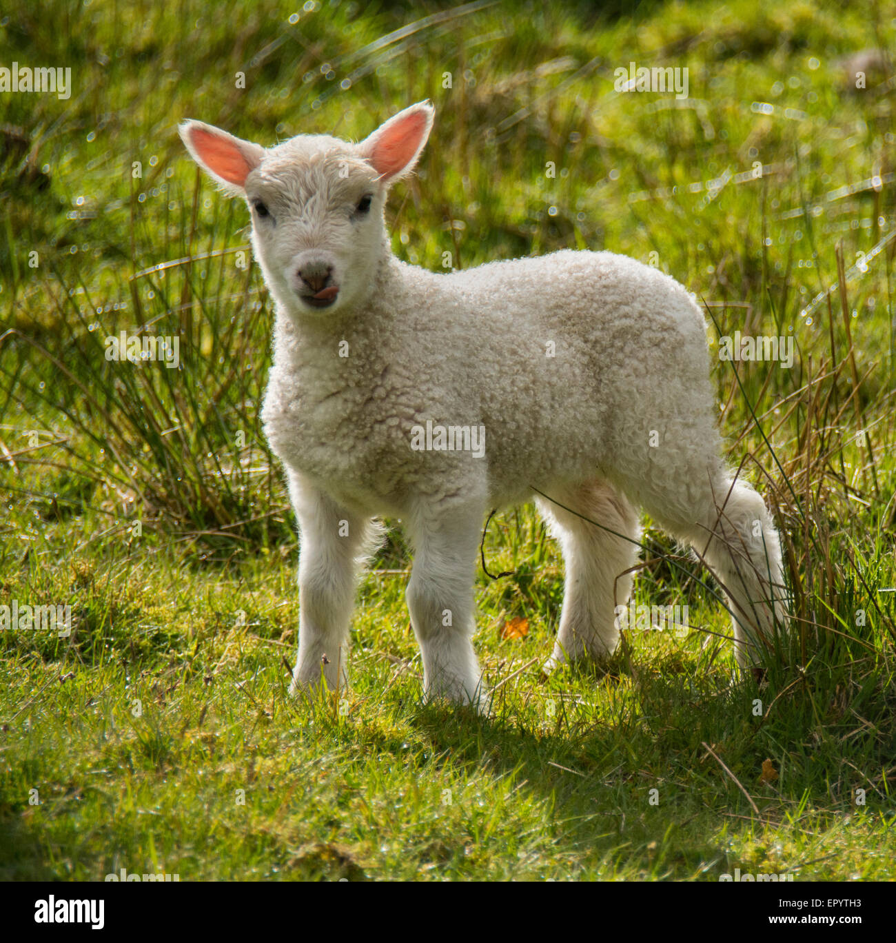 Texel lamb hi-res stock photography and images - Alamy