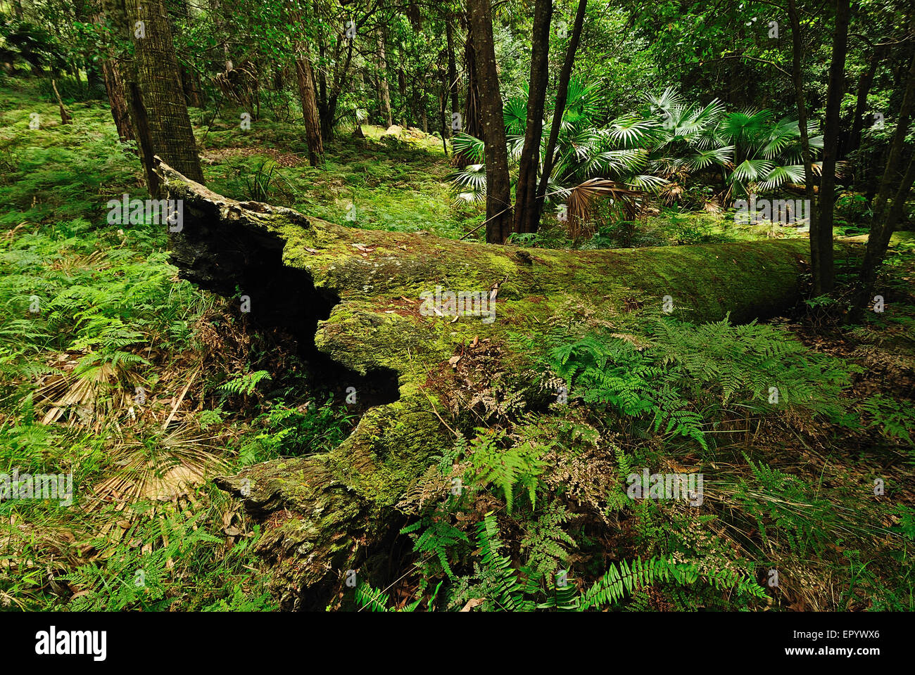 Australian bush forest with green trees and plants Stock Photo - Alamy