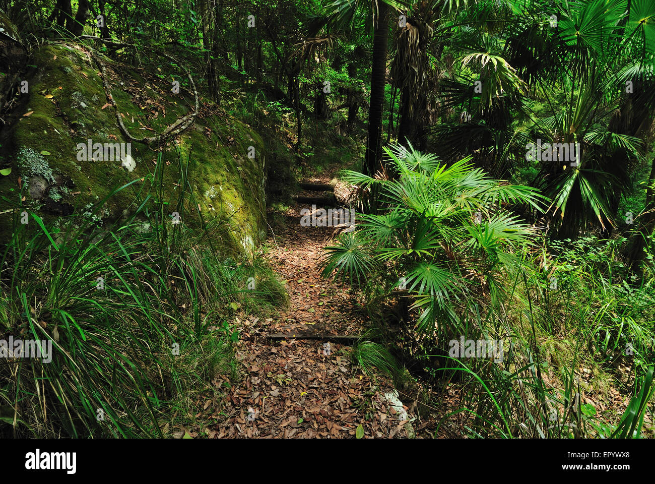 Australian bush forest with green trees and plants Stock Photo - Alamy