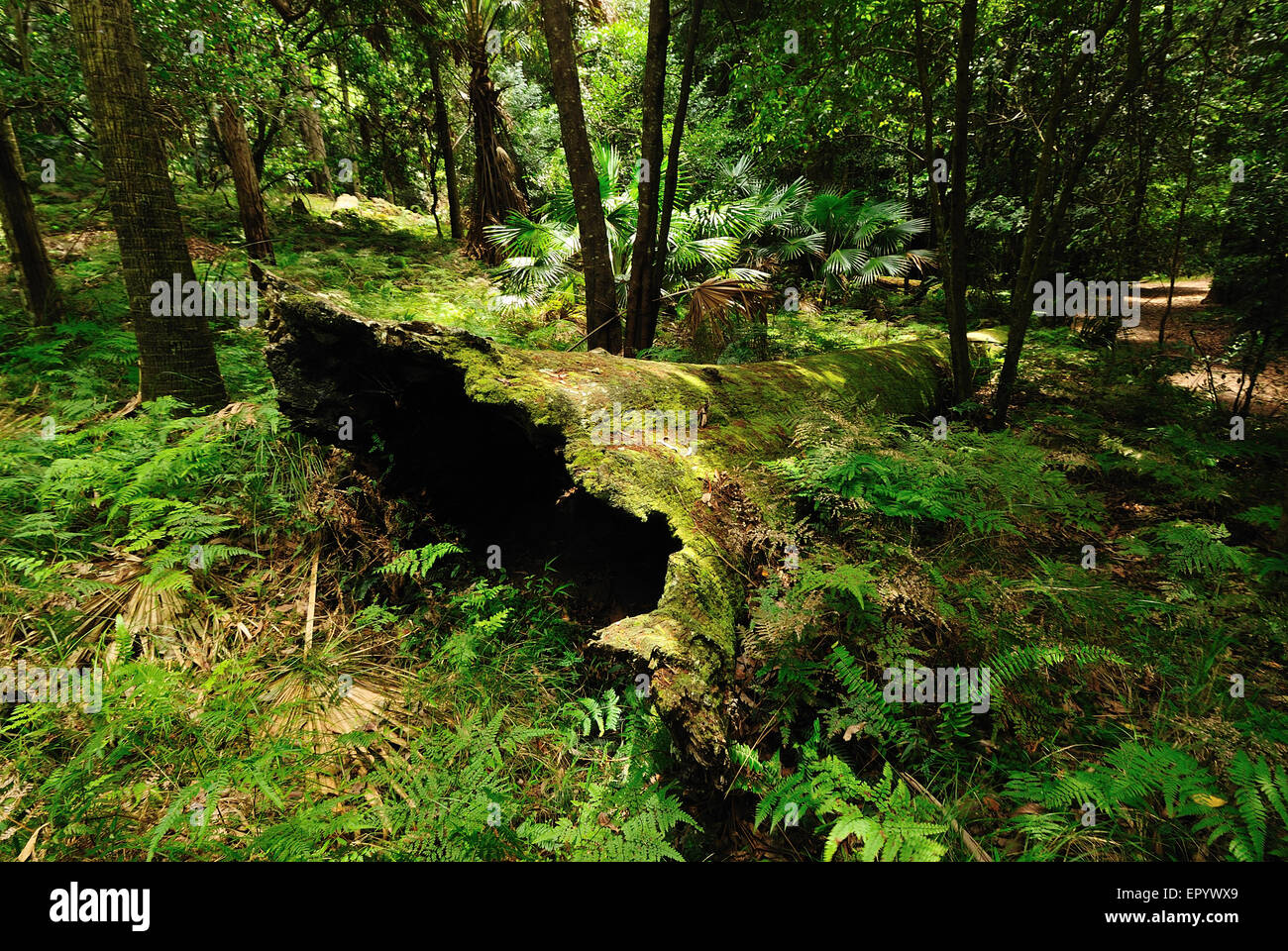 Australian bush forest with green trees and plants Stock Photo - Alamy