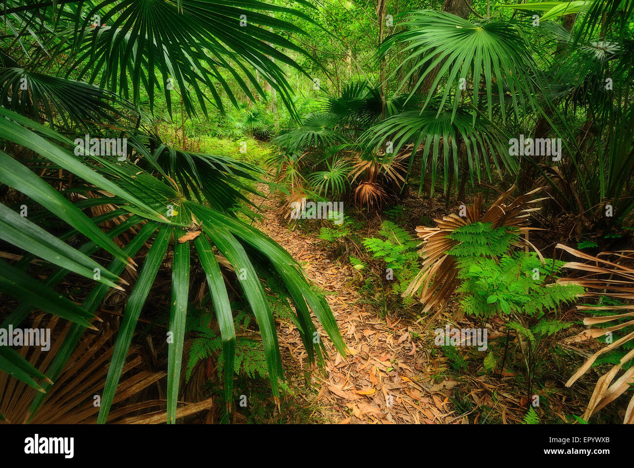 Australian bush forest with green trees and plants Stock Photo - Alamy