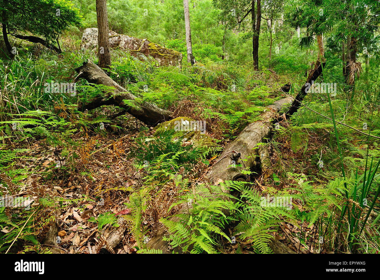 Australian bush forest with green trees and plants Stock Photo - Alamy