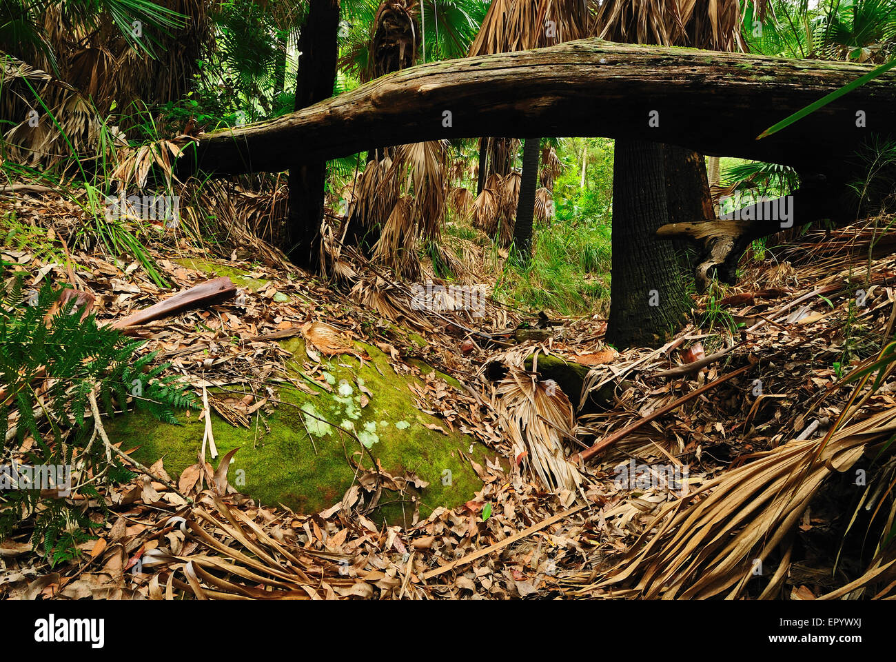 Australian bush forest with green trees and plants Stock Photo - Alamy