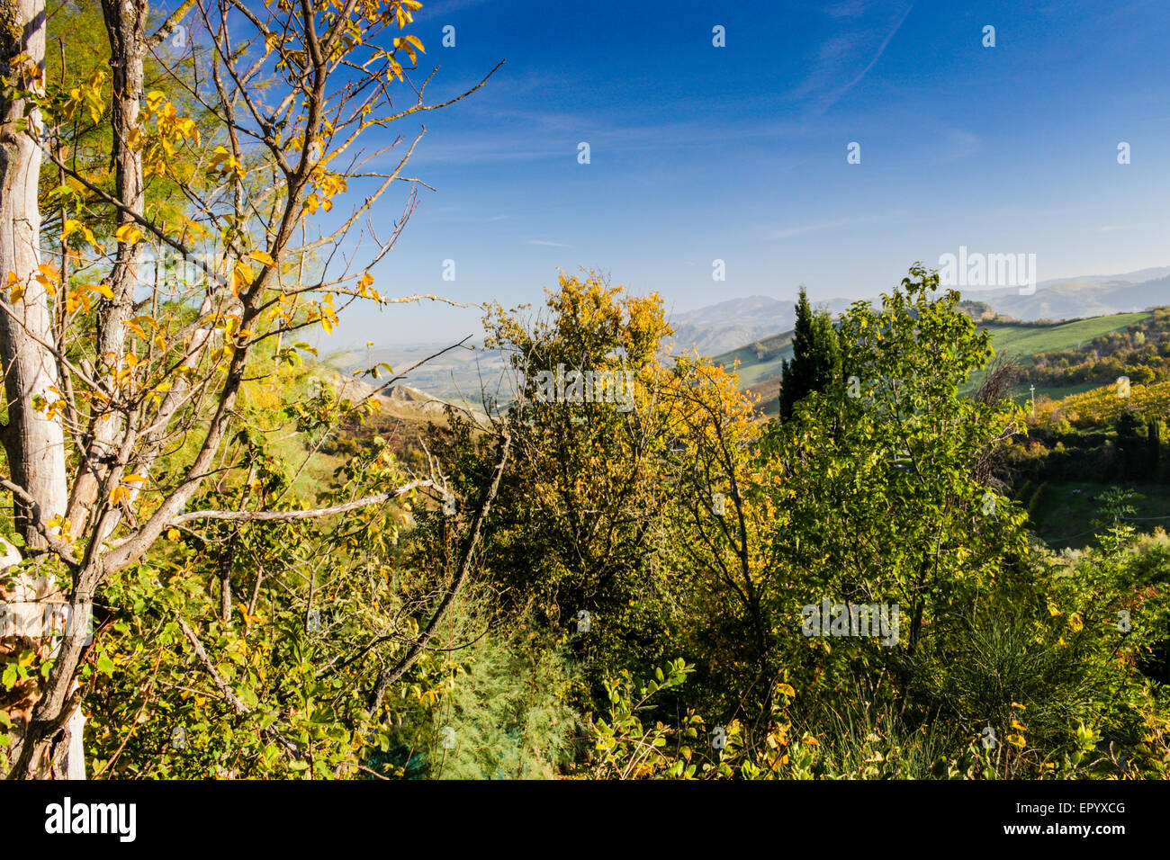 Generic vegetation and trees in cultivated fields under the gray ...