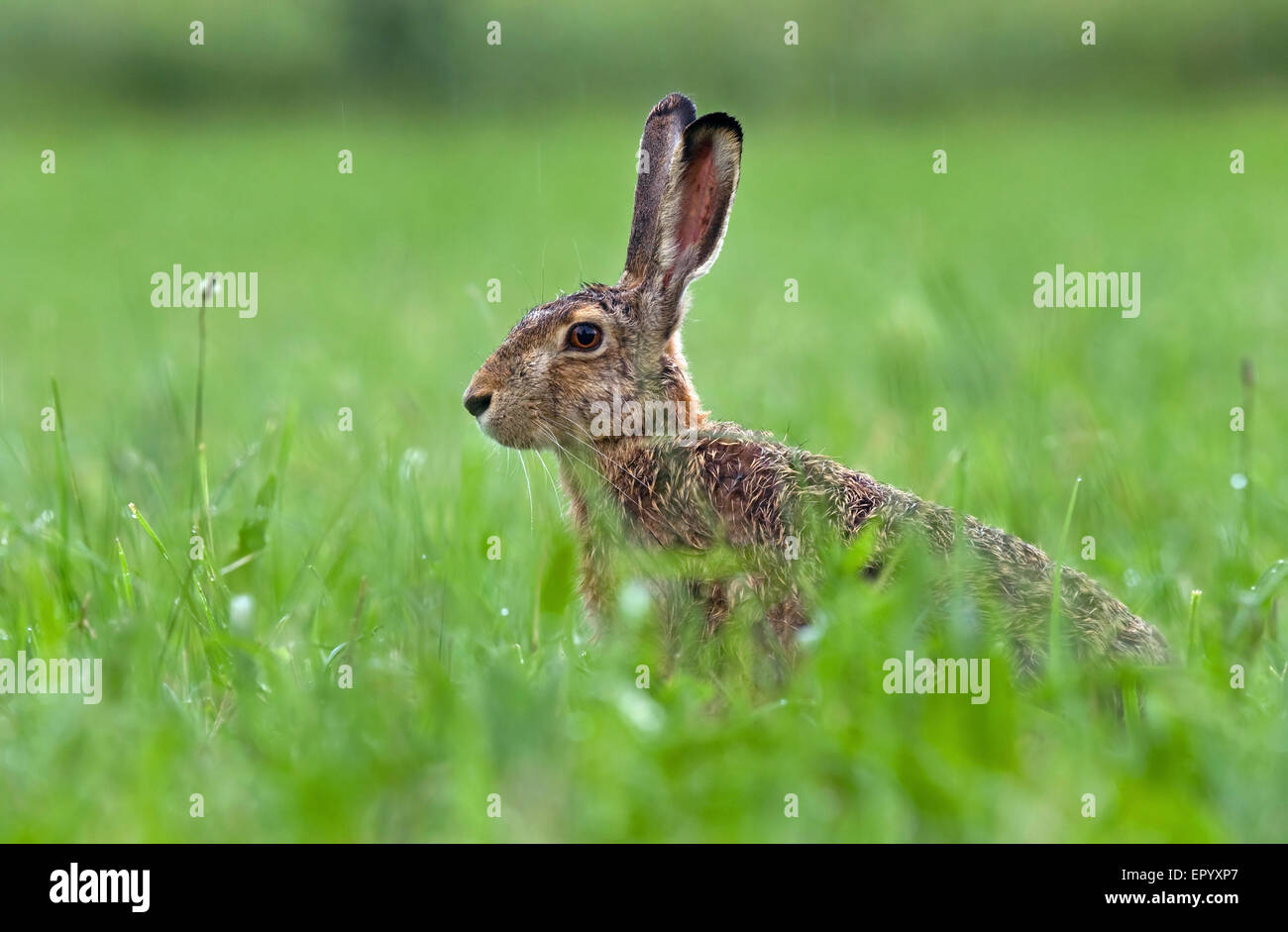 Hare sitting hi-res stock photography and images - Alamy