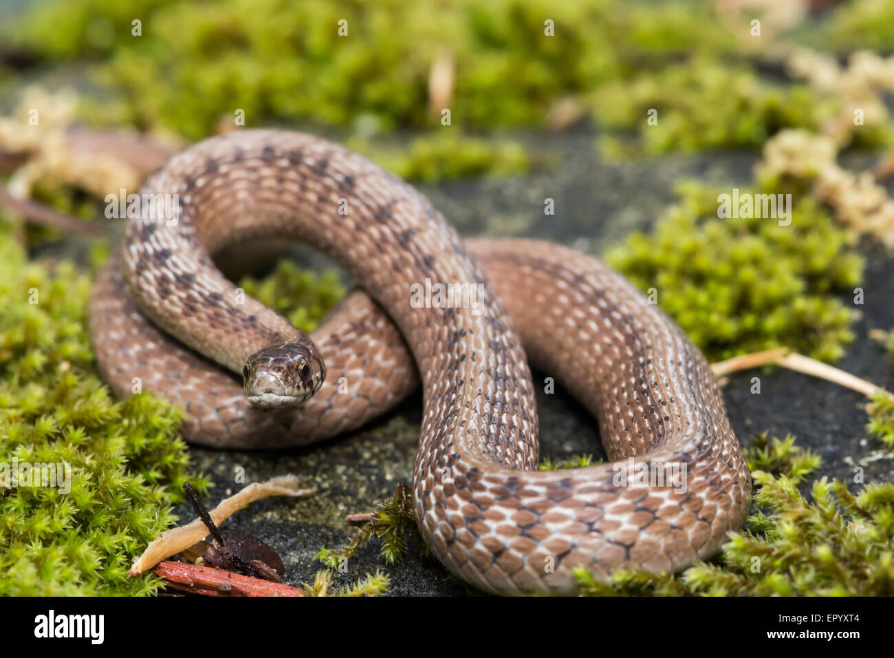 Baby grass snake hi-res stock photography and images - Alamy