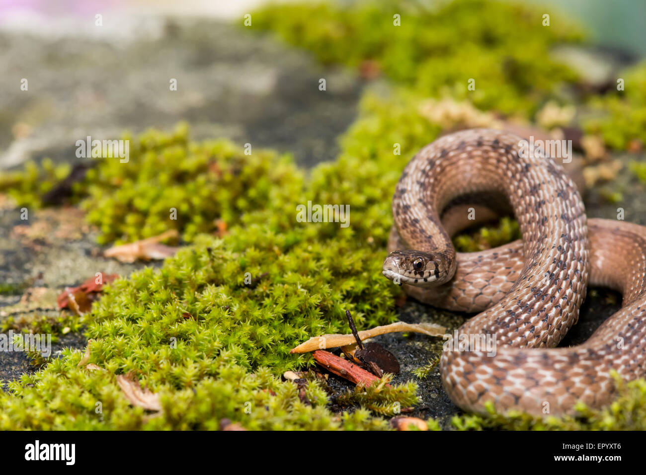 Light brown snake hi-res stock photography and images - Alamy