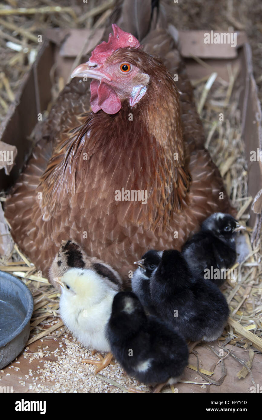 Hen and chicks Stock Photo - Alamy