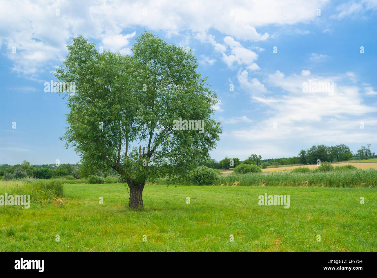 Ukranian landscape with lonely willow tree on a water-meadow Stock ...