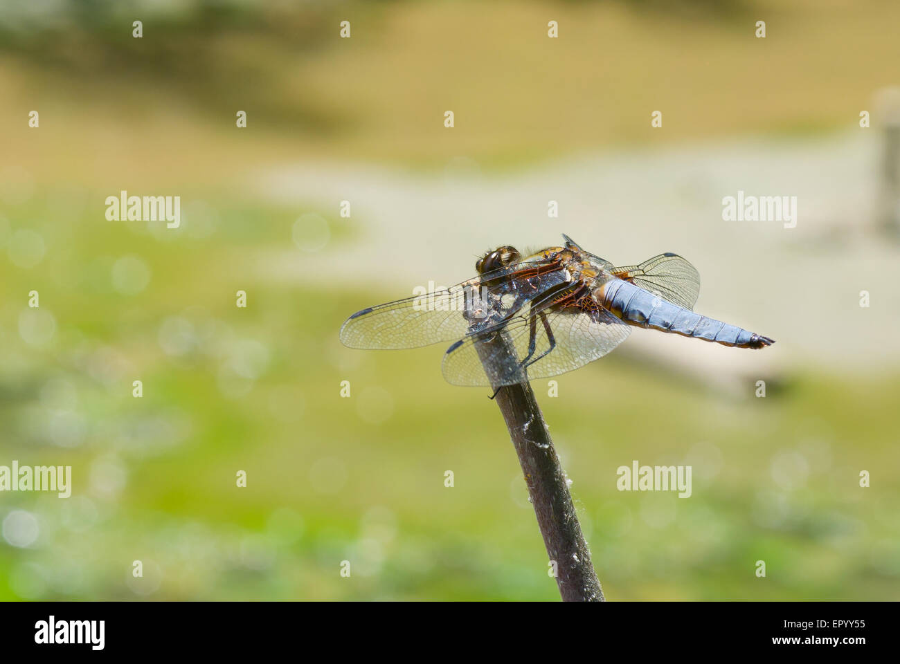 Broad-bodied Chaser dragonfly is ready for fly from its alternate ...