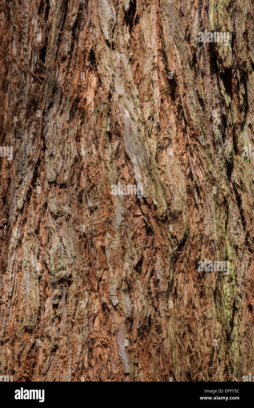 Giant redwood tree bark hi-res stock photography and images - Alamy