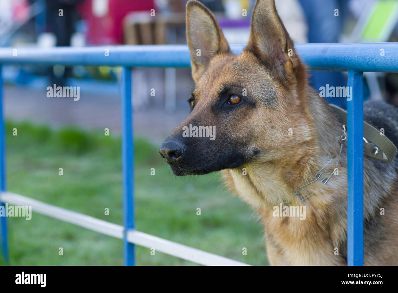 Portrait of German Shepherd waiting for the master Stock Photo - Alamy