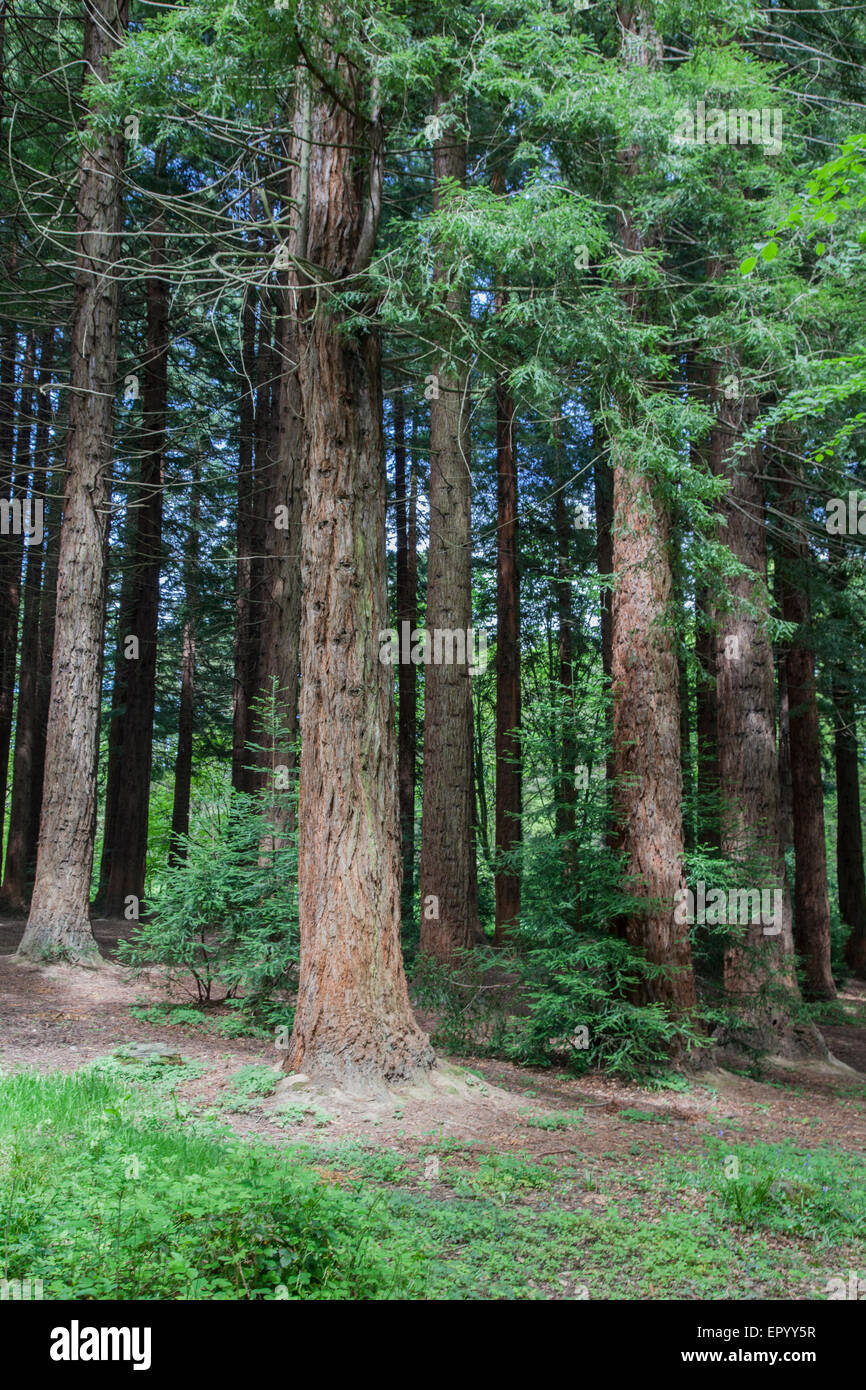 Tallest redwood tree hi-res stock photography and images - Alamy