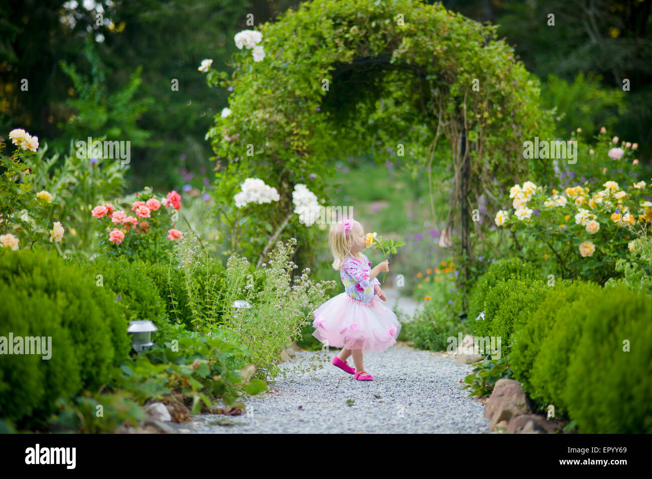 Small girl child playing in tutu and dancing in afield of purple ...