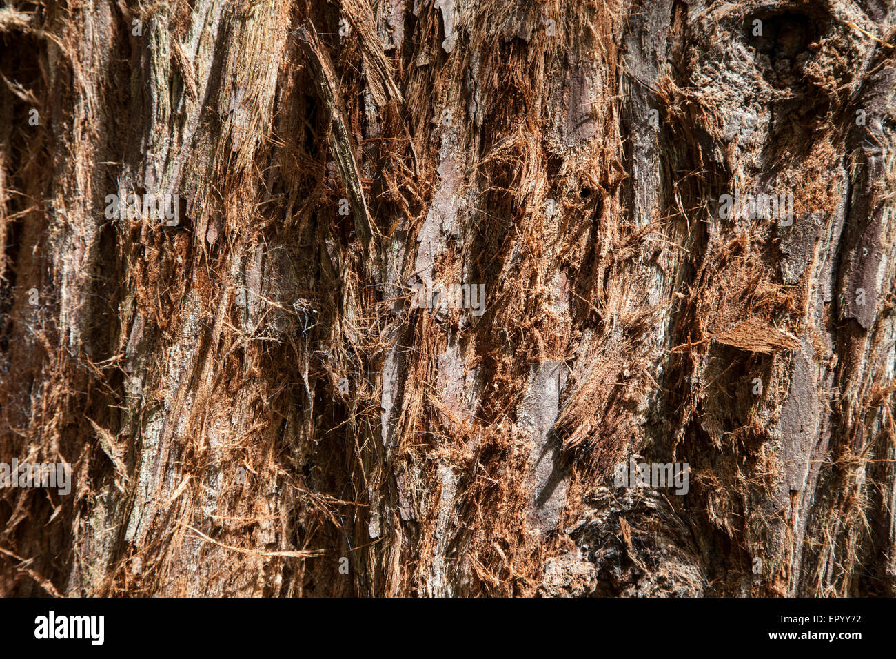 Redwood Bark Texture