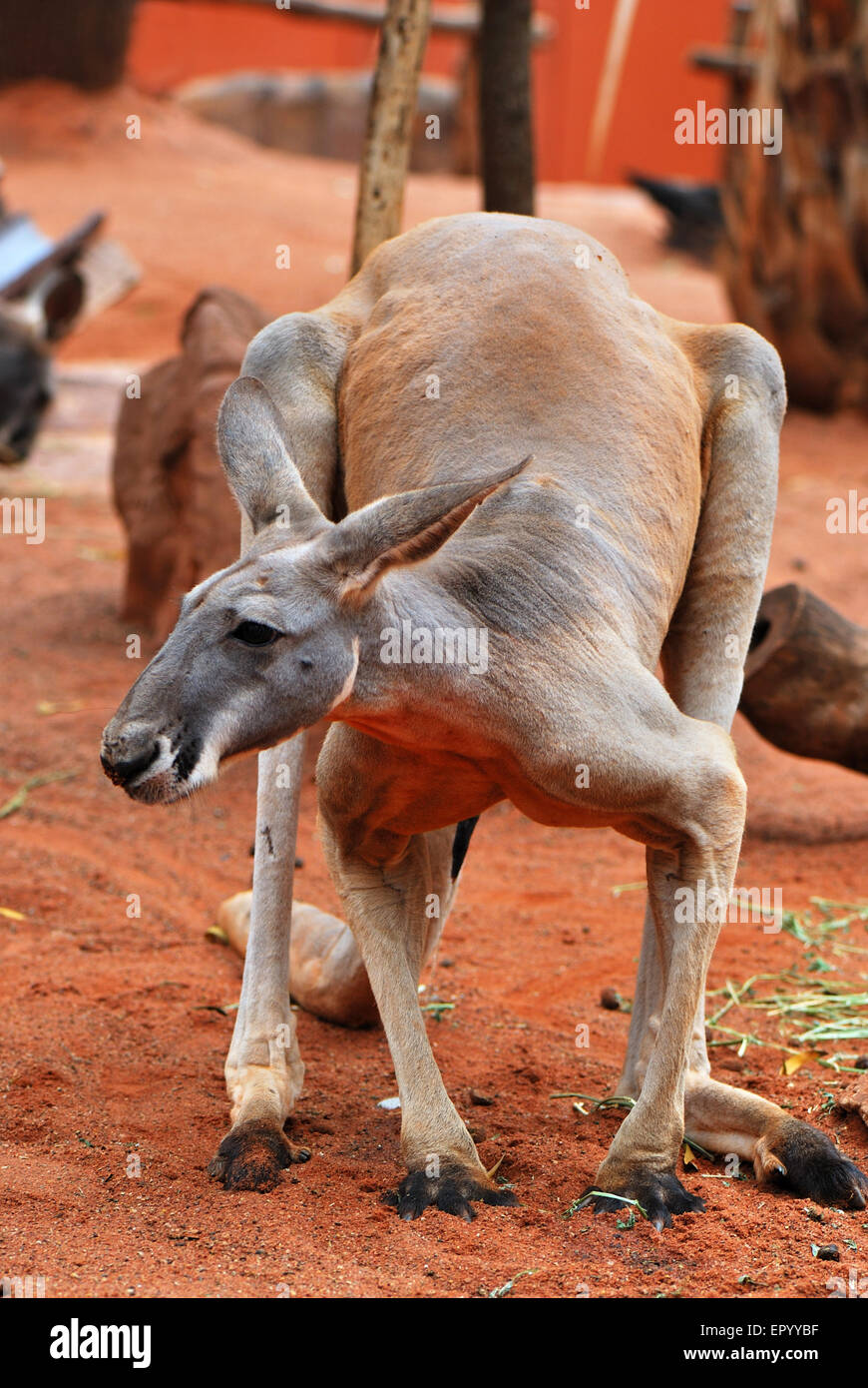 Large male kangaroo hi-res stock photography and images - Alamy