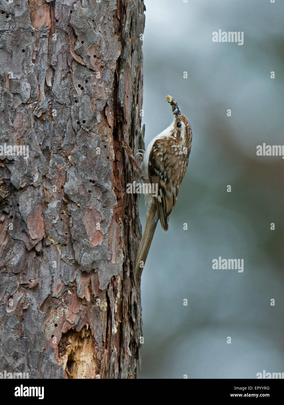 Food for insects hi-res stock photography and images - Alamy