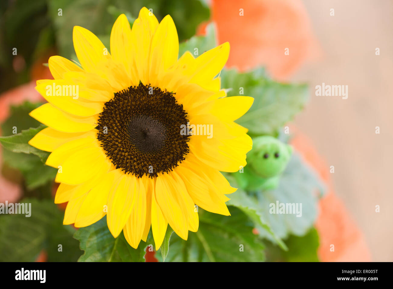 Sunflower in flower pot hi-res stock photography and images - Alamy