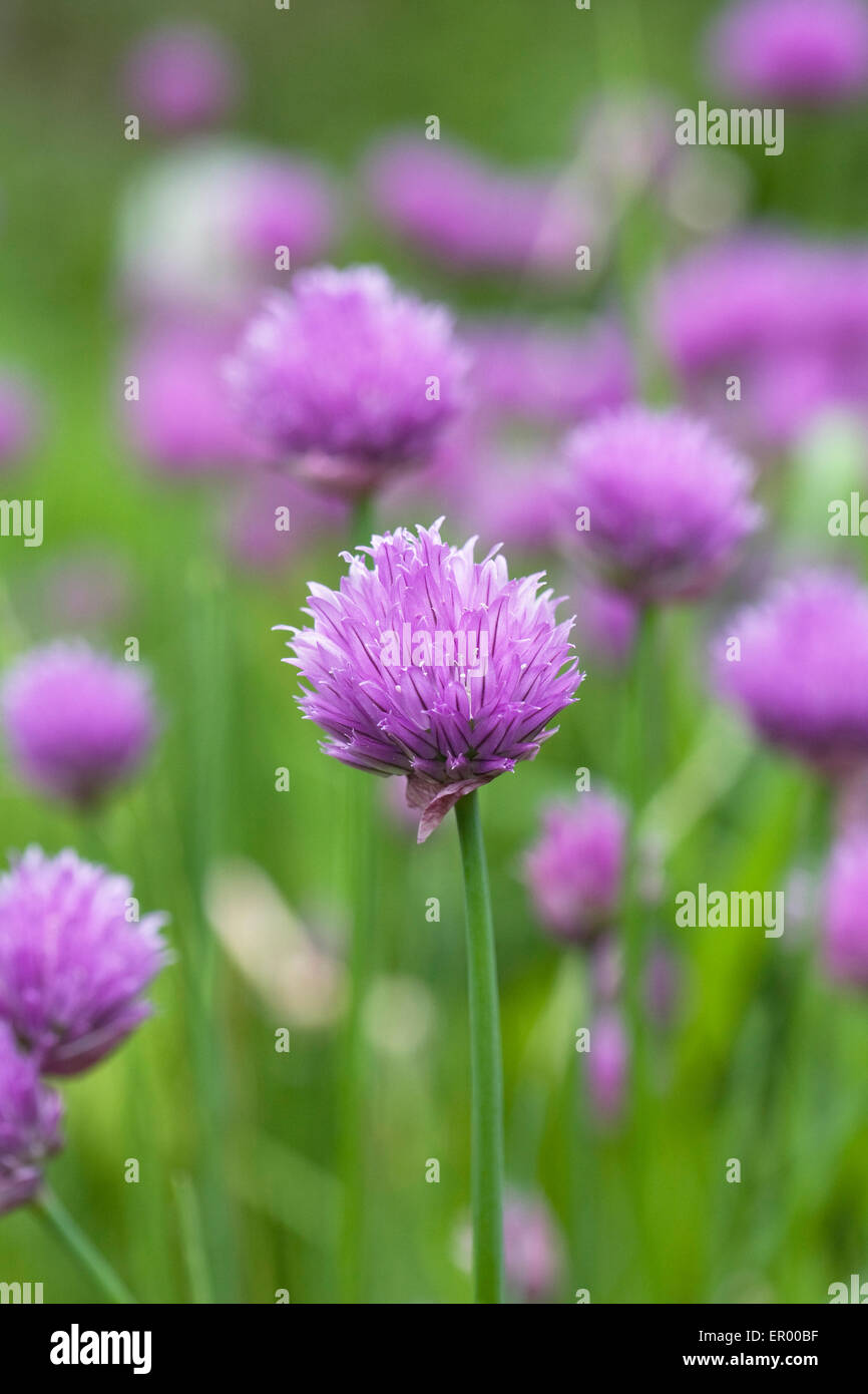 "Allium schoenoprasum". Flowering chives Stock Photo - Alamy
